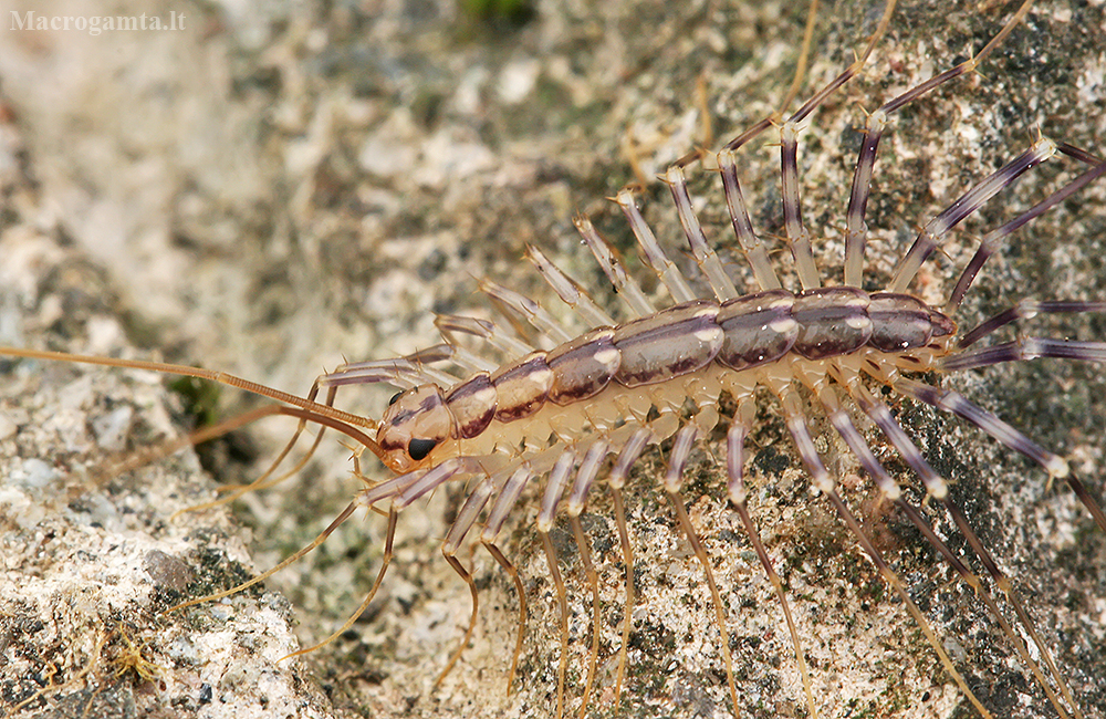 Scutigera coleoptrata