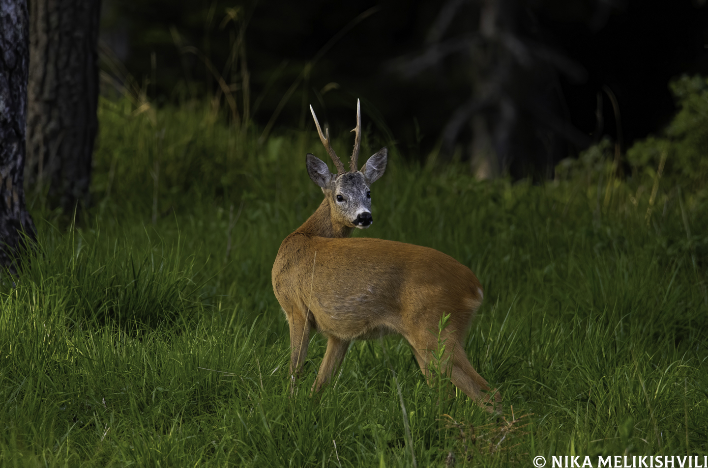 Capreolus capreolus